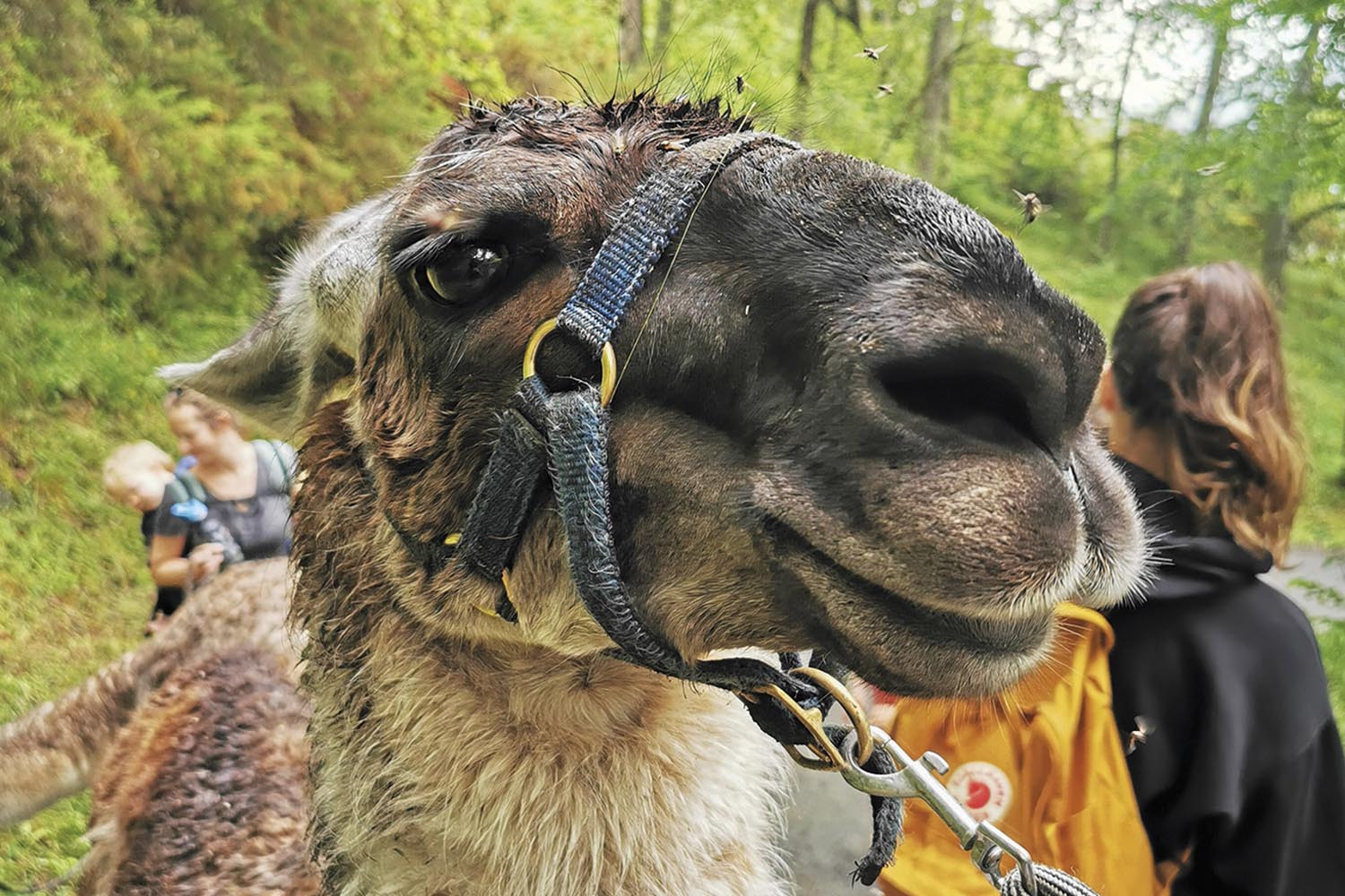 Les Lamas des 7 Vallées : Lamas jamais fâchés ! - BIGORRE MAG