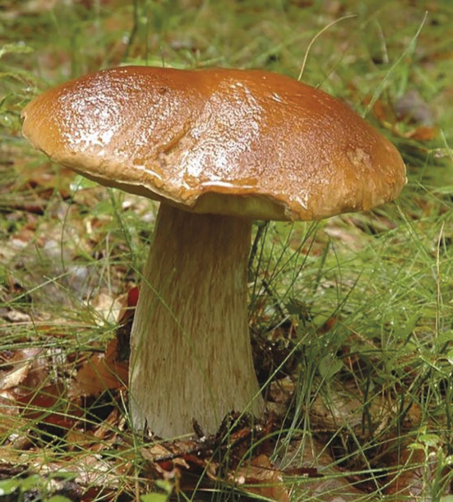 La poêlée de cèpes - BIGORRE MAG